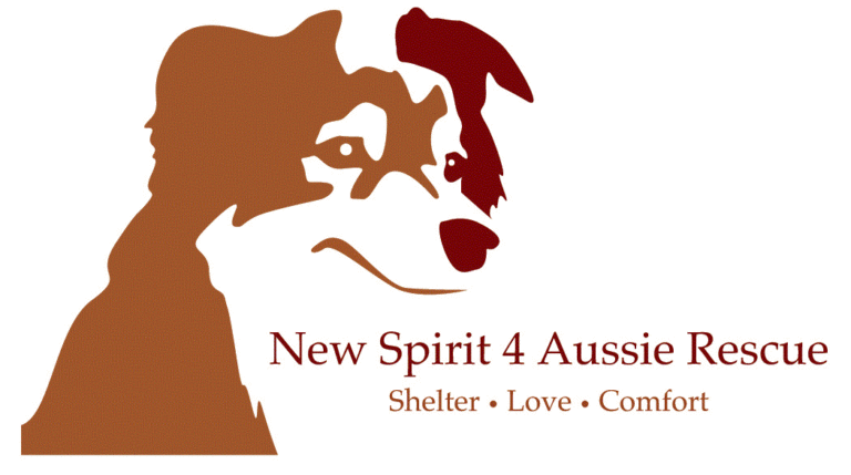 New Spirit 4 Aussie Rescue Australian Shepherd adoption